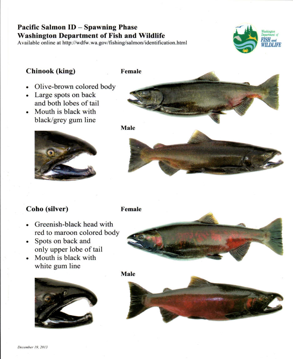 Coho Salmon Identification